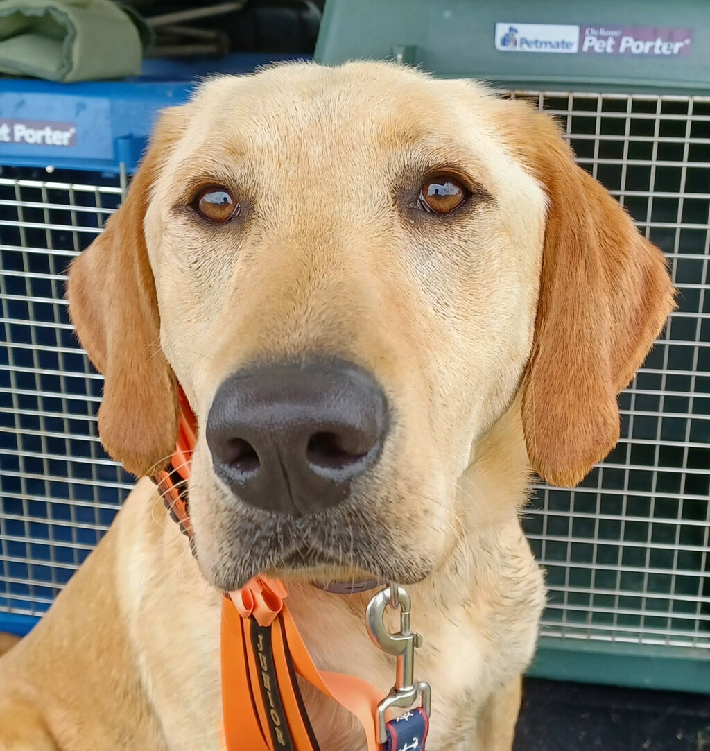 Stud Dogs - Thunder Labradors Buying Process