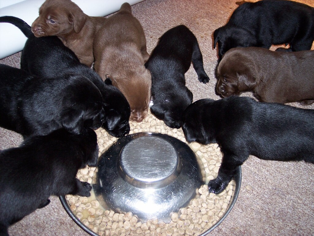 Thunder Labradors Buying Process - Labrador Retriever litter information from Thunder Labradors