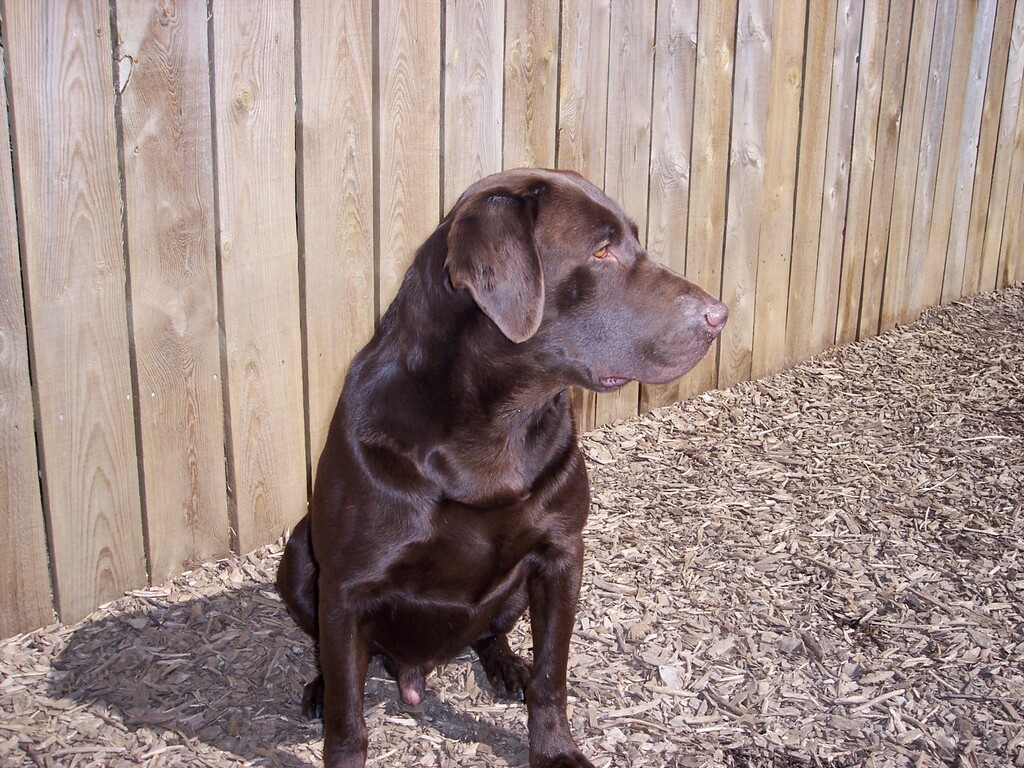 Stud Dogs - Thunder Labradors Buying Process