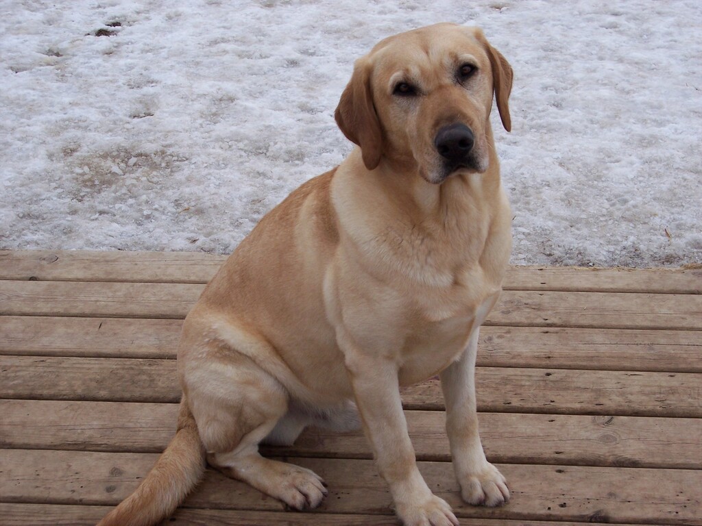 Stud Dogs - Thunder Labradors Buying Process
