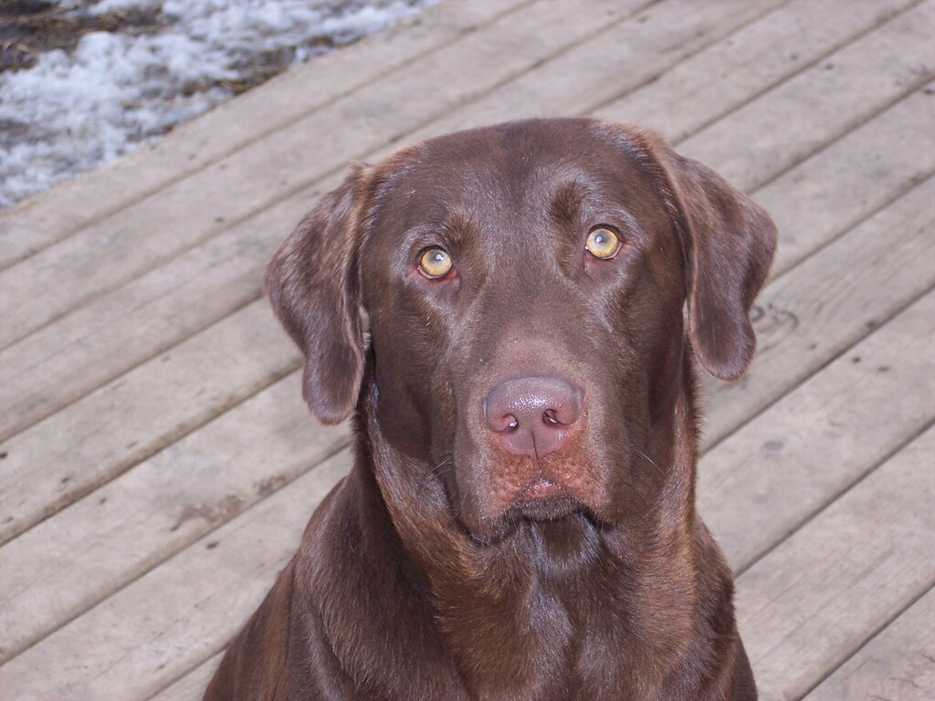 Stud Dogs - Thunder Labradors Buying Process