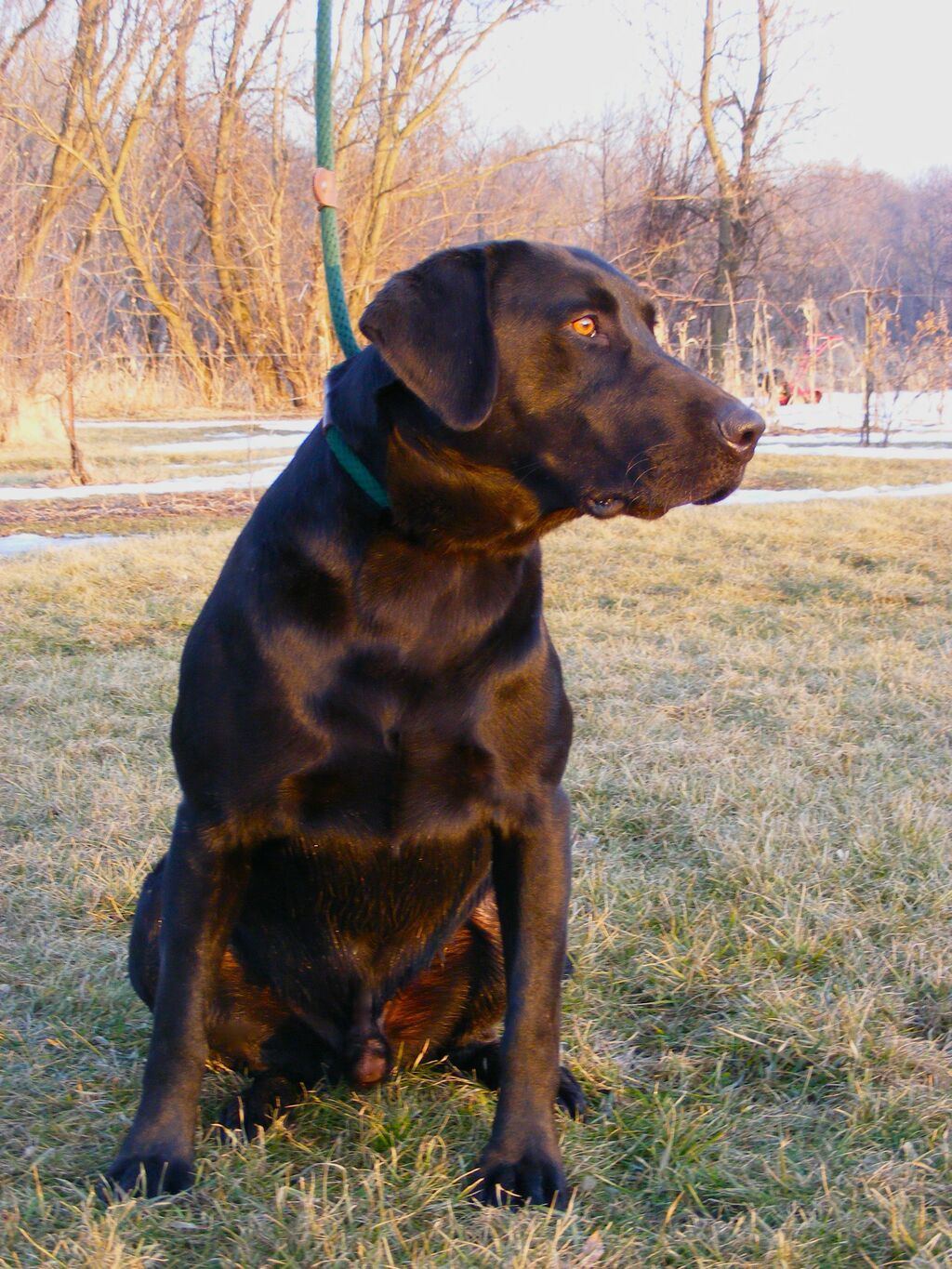 Stud Dogs - Thunder Labradors Buying Process