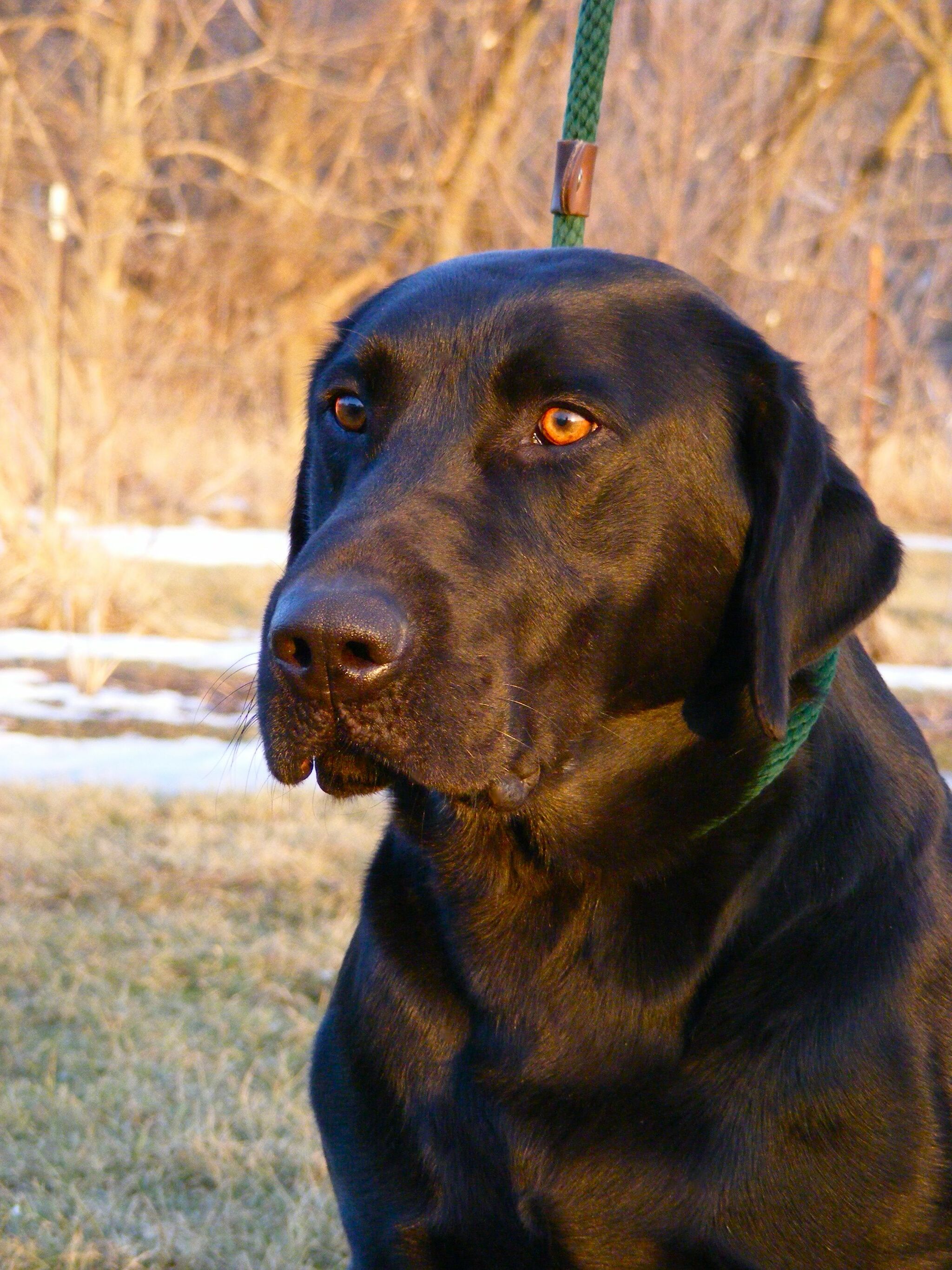 Thunder Labradors Buying Process - Labrador Retriever litter ...