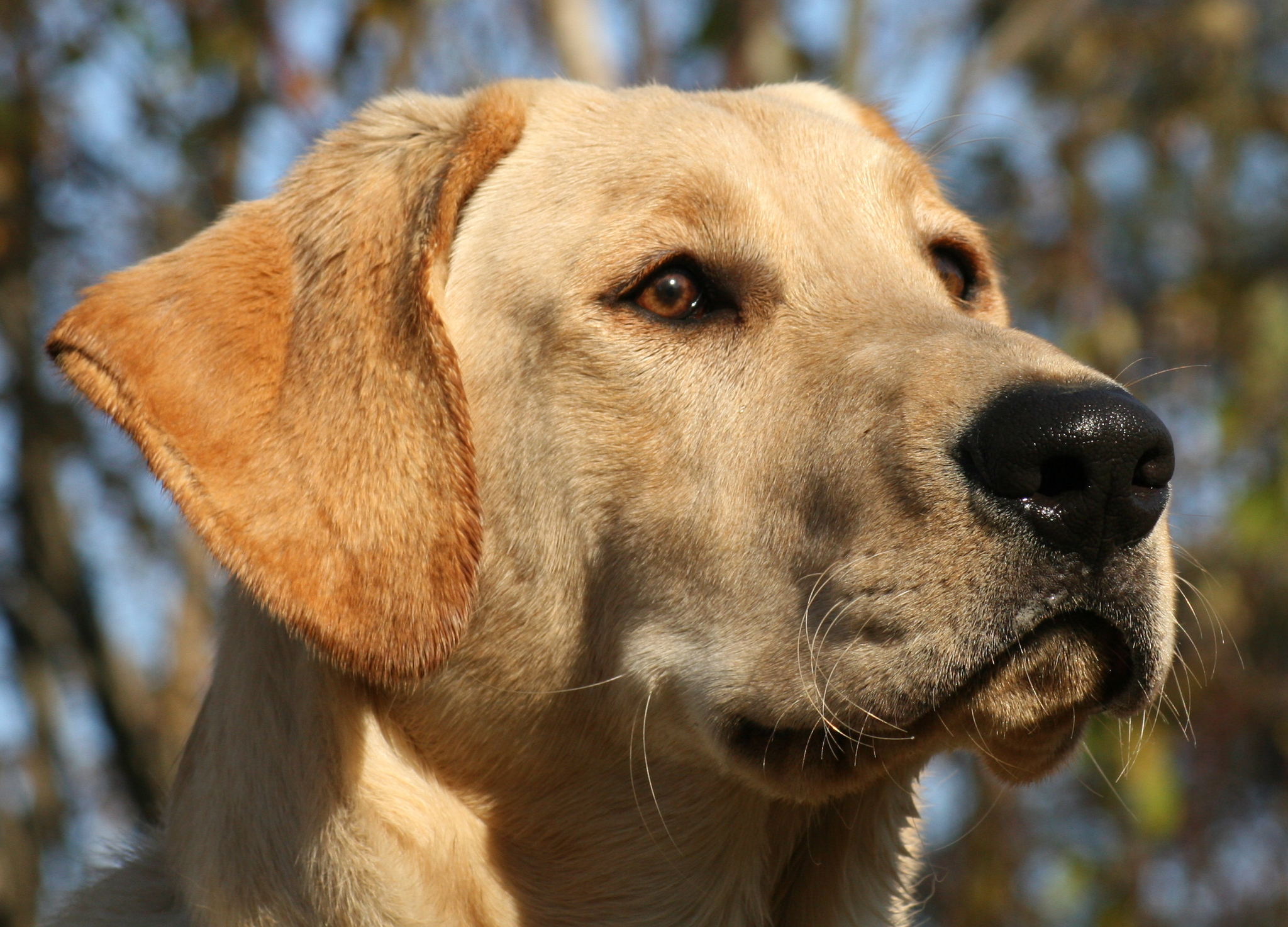 Thunder Labradors Buying Process - Labrador Retriever litter information from Thunder Labradors