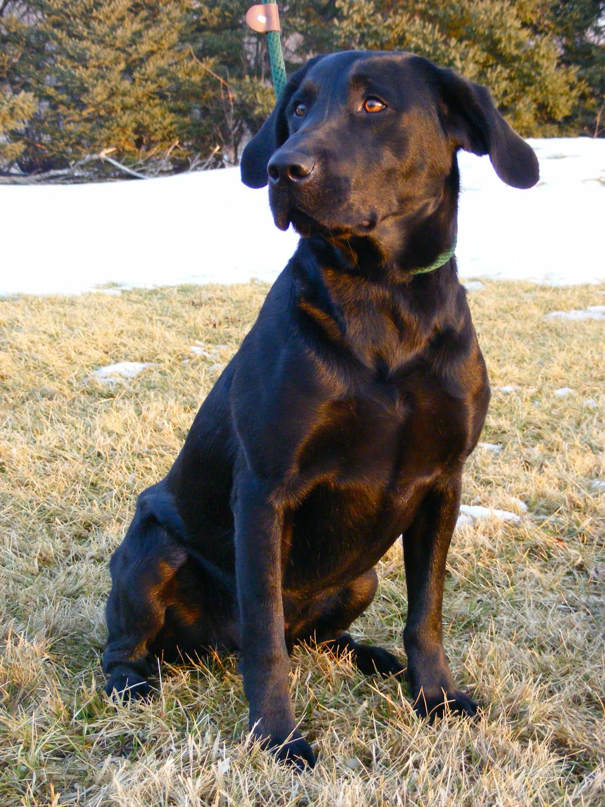 Stud Dogs - Thunder Labradors Buying Process