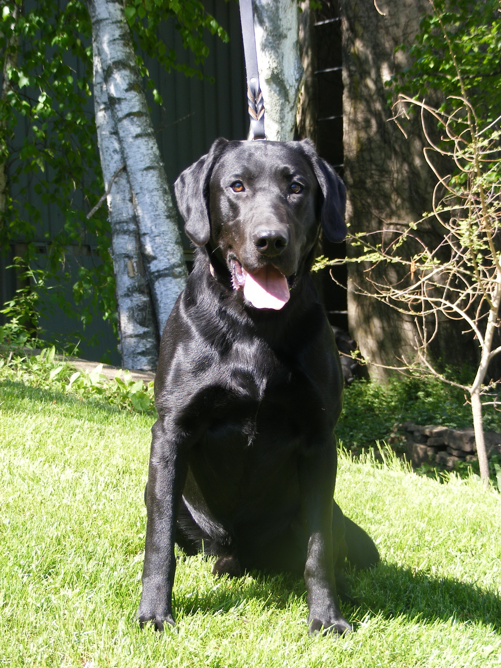 Stud Dogs - Thunder Labradors Buying Process