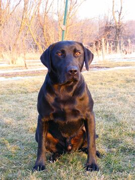 Stud Dogs - Thunder Labradors Buying Process